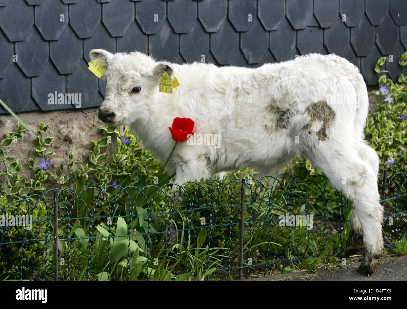 A galloway calf loses the way when led from the feedlot and ends up is ...