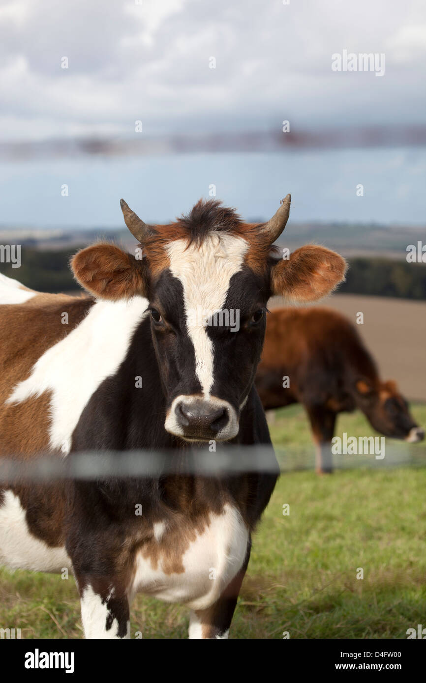 Cows in field Stock Photo - Alamy