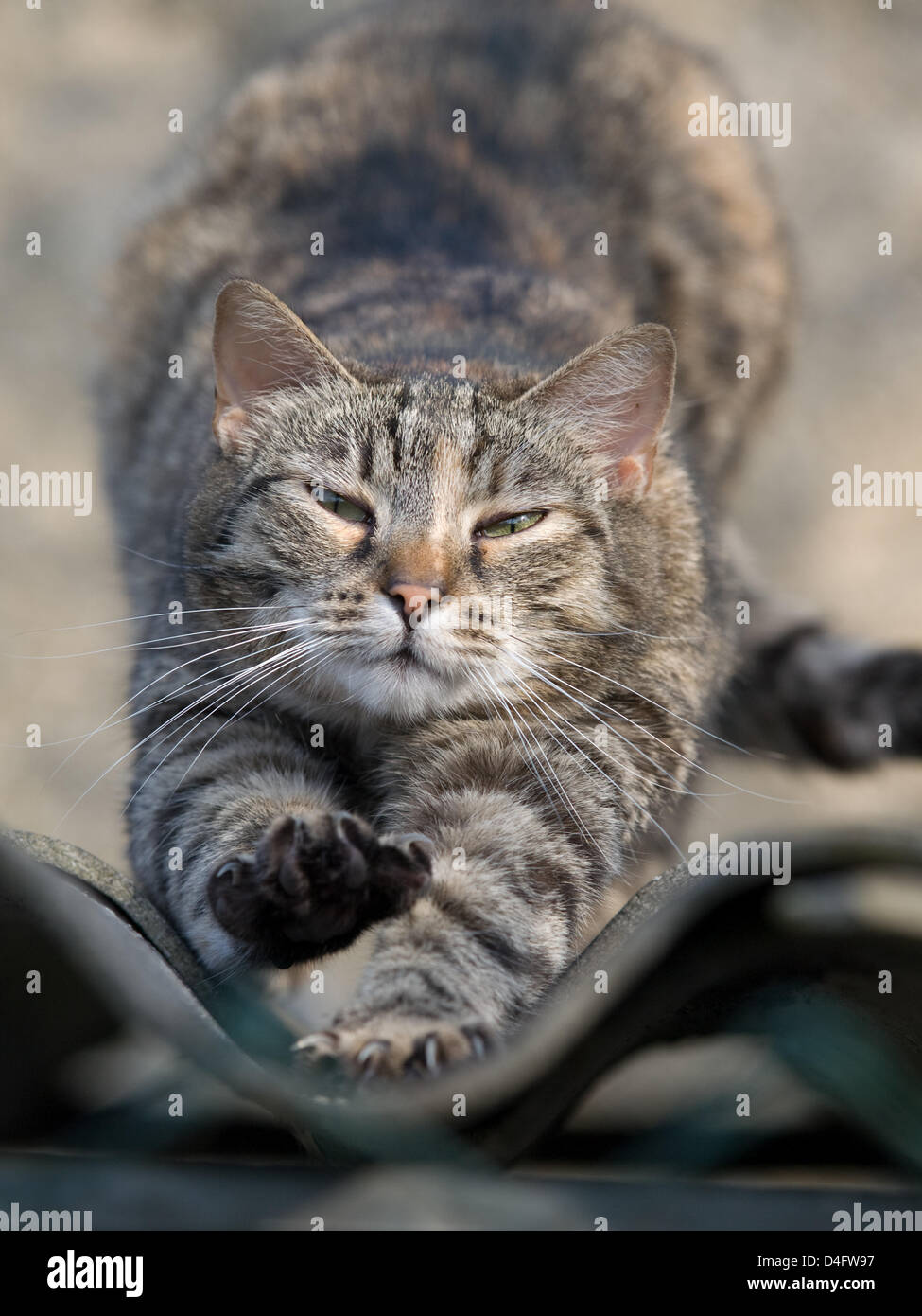 Tabby cat Speedy stretches itself with extended claws in Lysa nad Labem ...