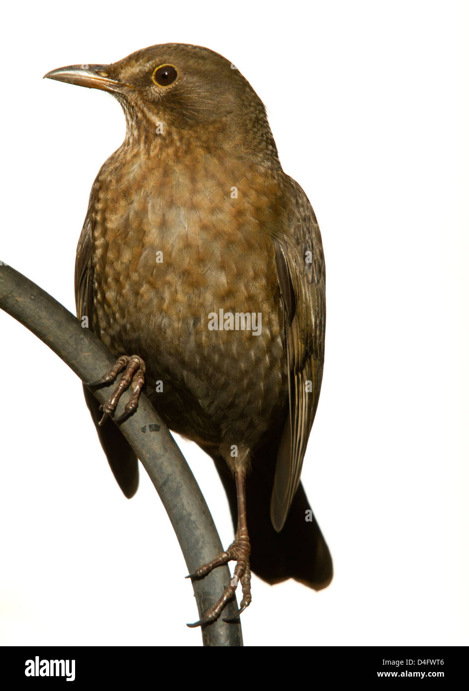 Female Blackbird against a white wall Stock Photo - Alamy
