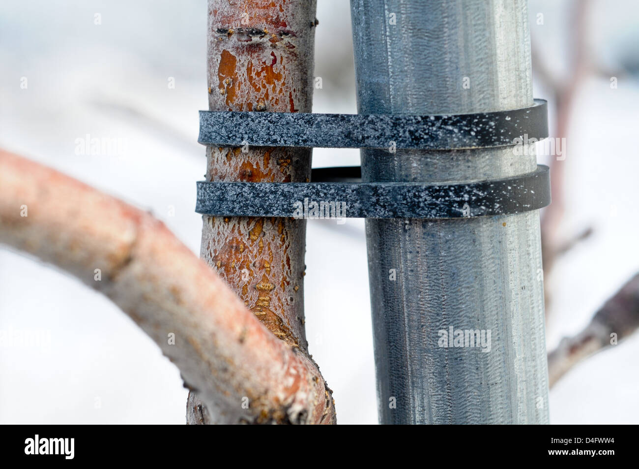 Close up of Tall Spindle Apple Tree growth management structure Stock ...
