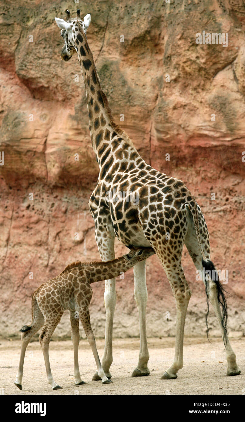 A three weeks old female Rothschild giraffe baby is fed by her mother ...