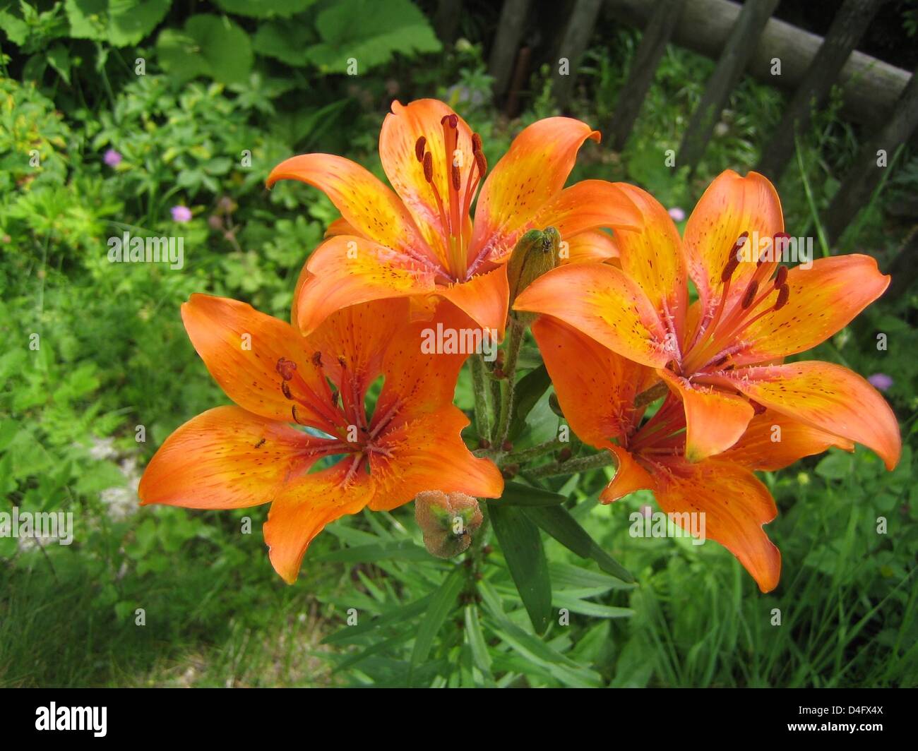 The photo shows orange Tiger lilies in full bloom at the alpine garden ...