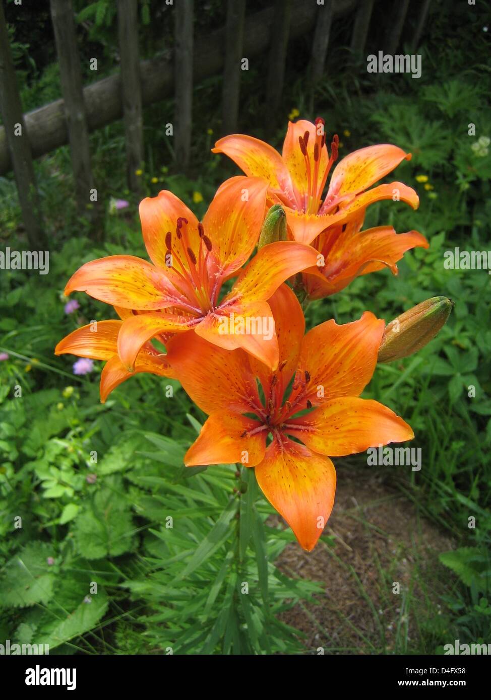 The photo shows orange Tiger lilies in full bloom at the alpine garden ...