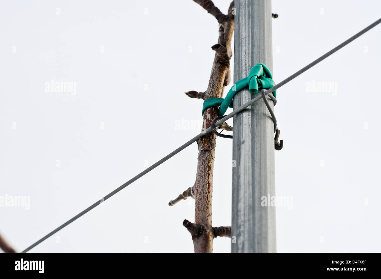 Close up of Tall Spindle Apple Tree growth management structure Stock ...