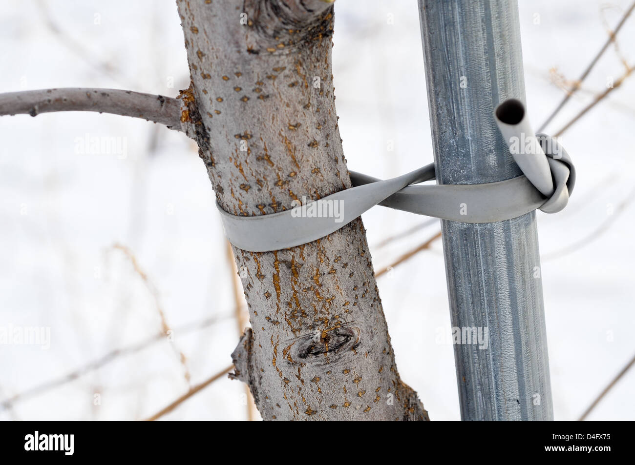Close up of Tall Spindle Apple Tree growth management structure Stock ...