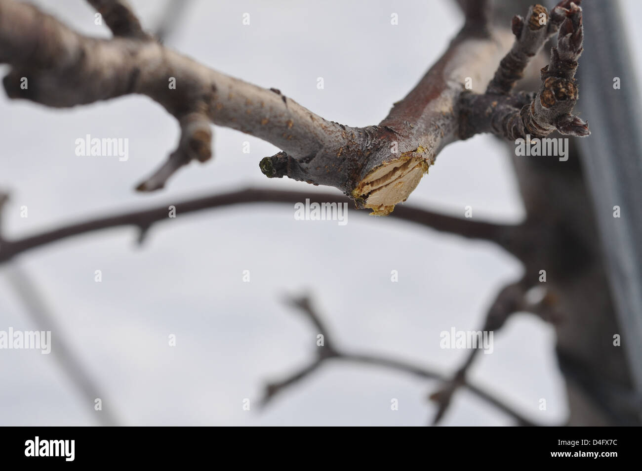 Close up of Tall Spindle Apple Tree growth management structure Stock ...