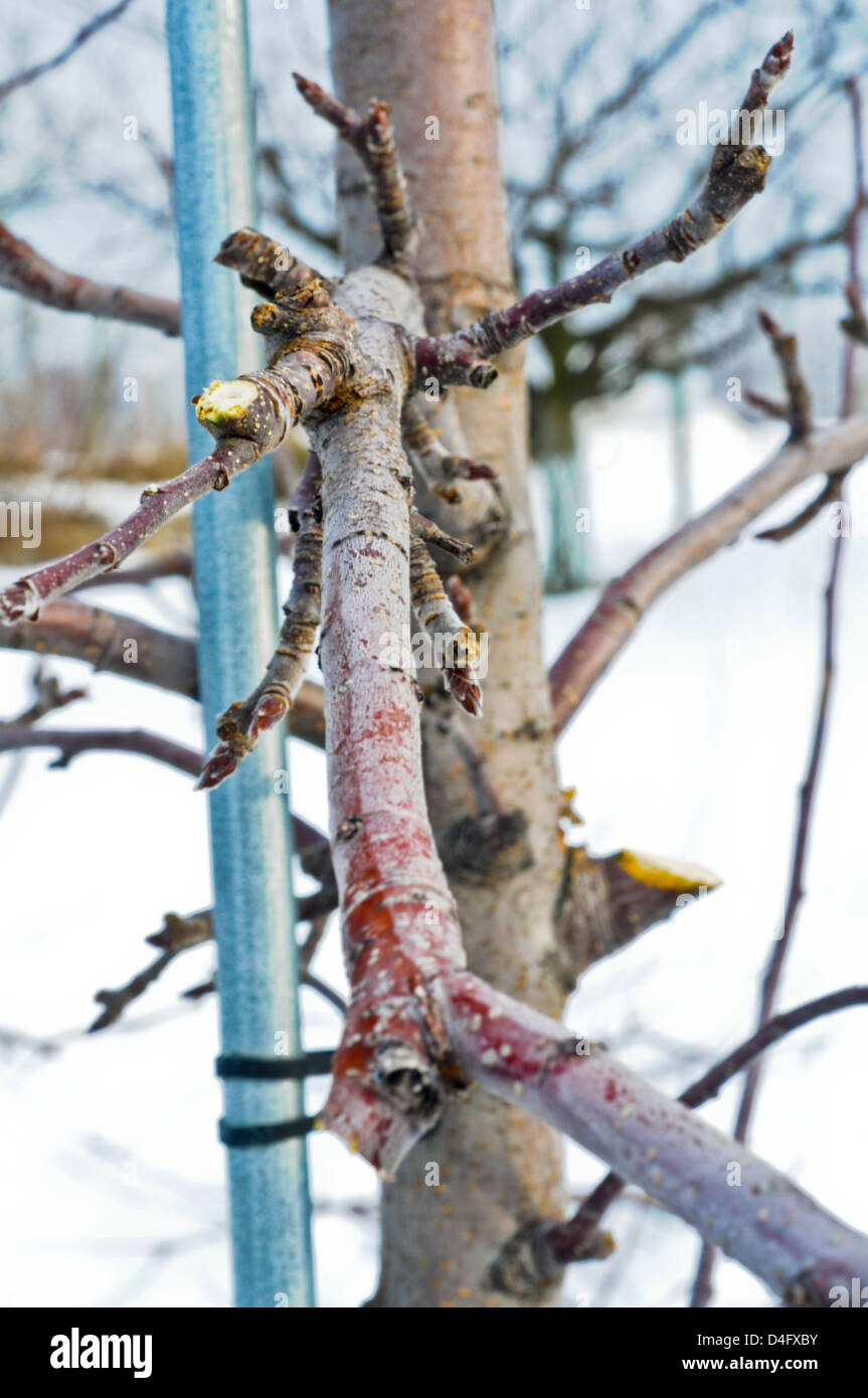 Close up of Tall Spindle Apple Tree growth management structure Stock ...