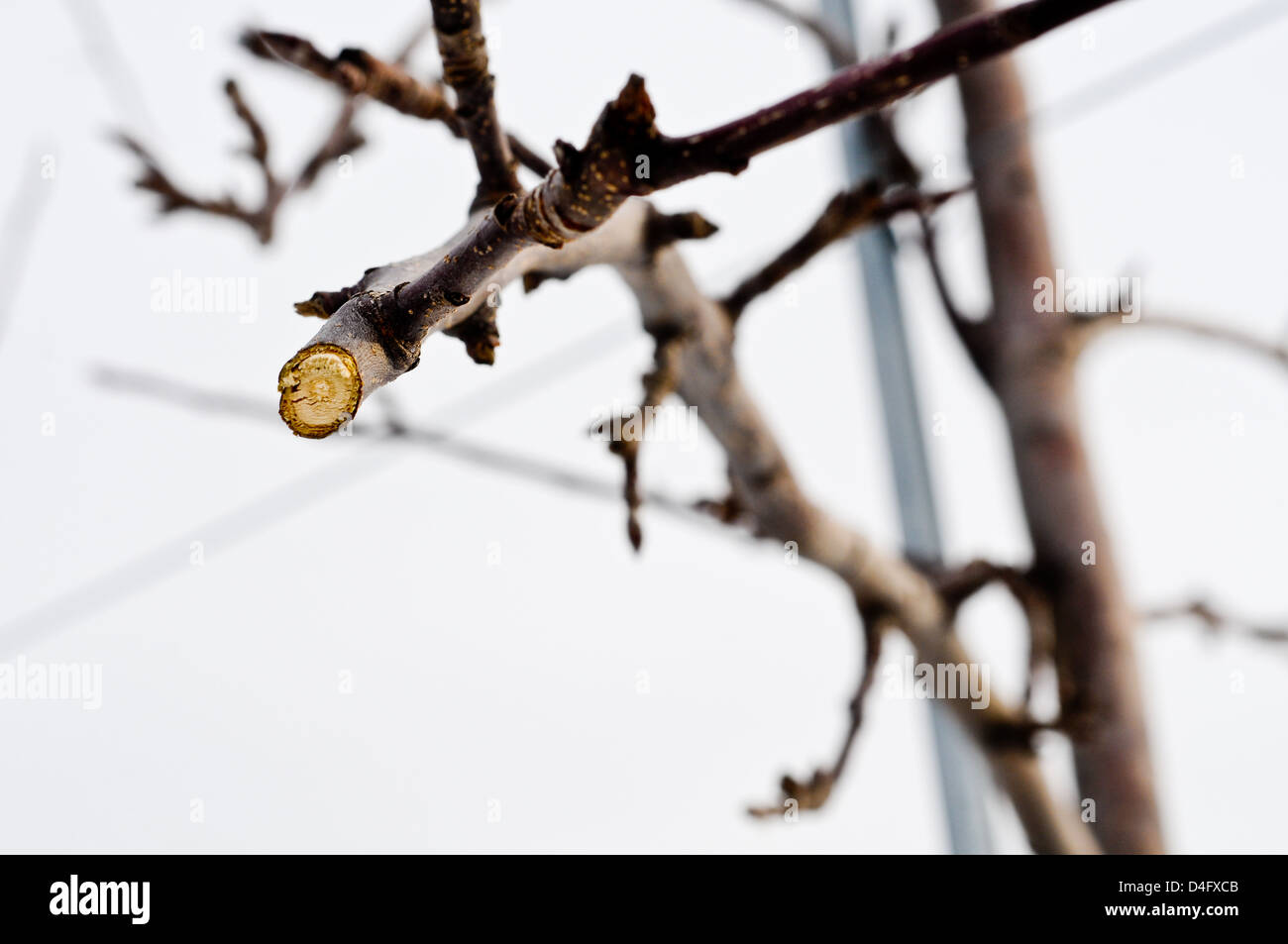 Close up of Tall Spindle Apple Tree growth management structure Stock ...