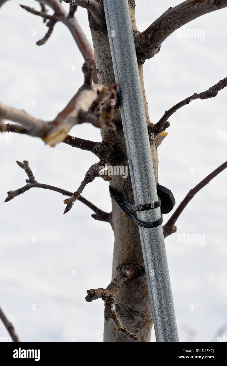 Close up of Tall Spindle Apple Tree growth management structure Stock ...