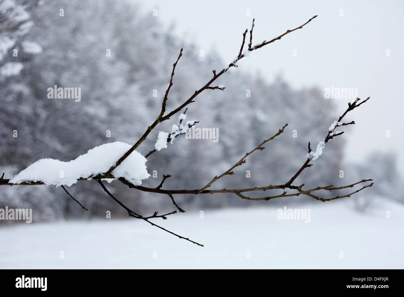 Snow on the branch Stock Photo - Alamy