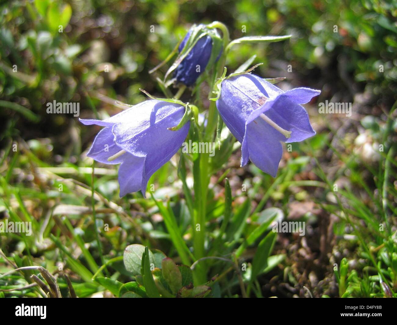 The picture shows the violet flowers of an alpine bell flower in ...