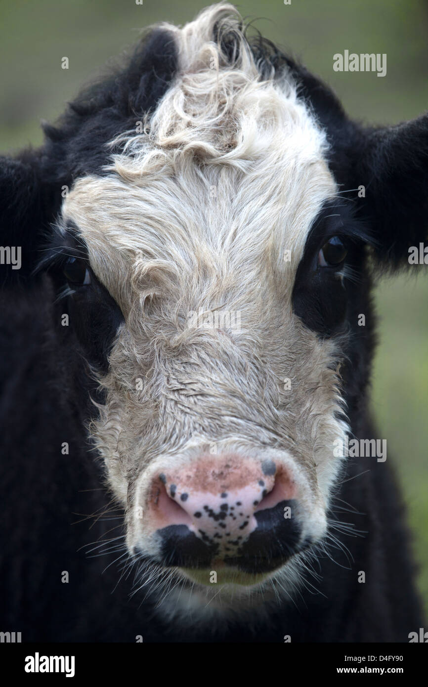 Close-up of Cows Face Stock Photo - Alamy
