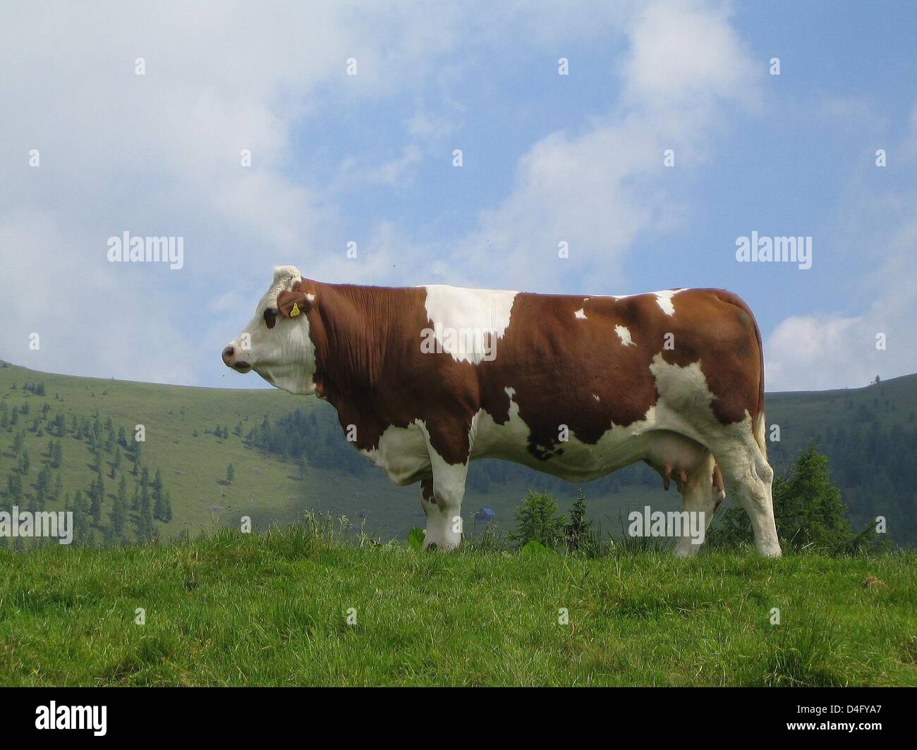 The picture shows a brown-and-white cow of the Simmental breed on a ...