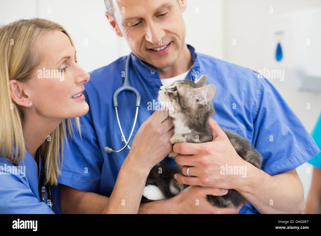 Veterinarians examining cat in vet's surgery Stock Photo - Alamy