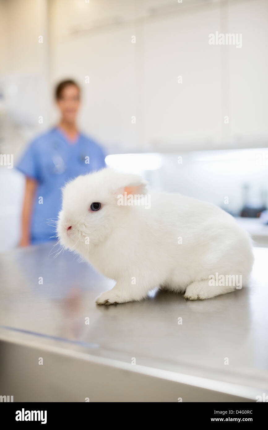 Rabbit sitting on table in vet's surgery Stock Photo - Alamy