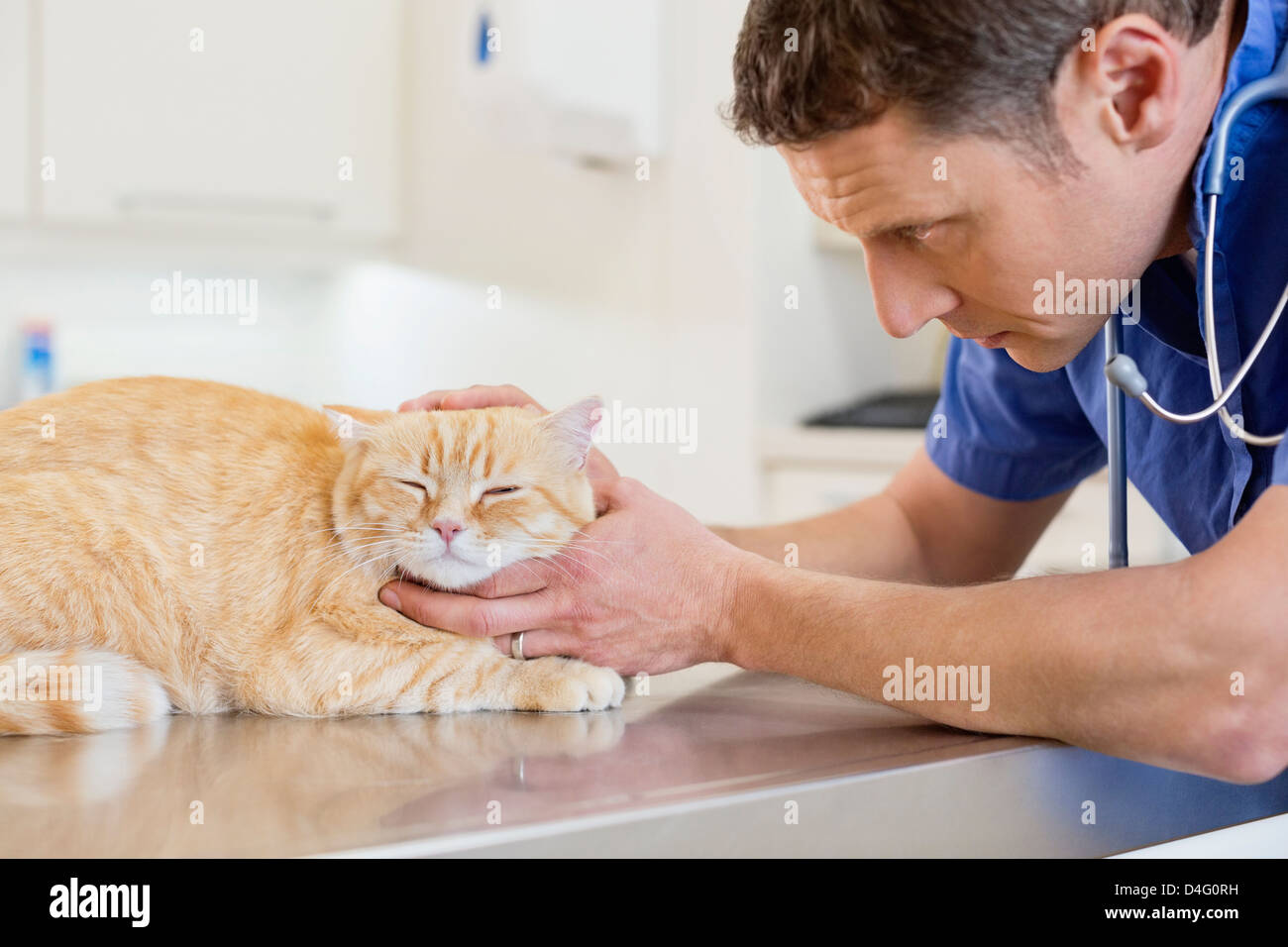 Veterinarian examining cat in vet's surgery Stock Photo - Alamy