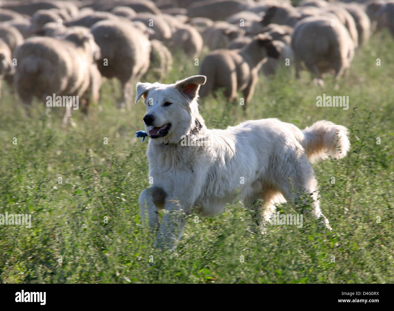 A Maremma livestock guardian dog pictured in Koenigswartha, Germany 09 ...