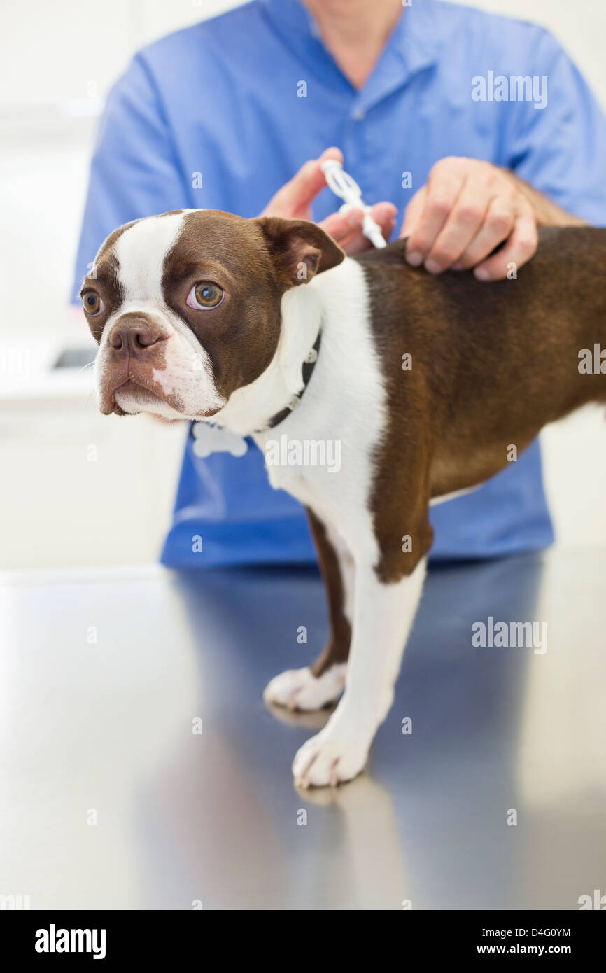 Injecting animals hi-res stock photography and images - Alamy