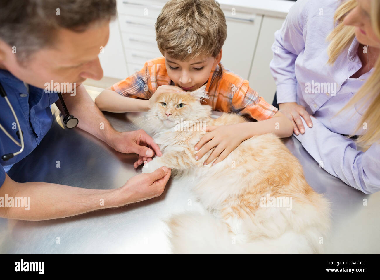 Veterinarian and owners examining cat in vet's surgery Stock Photo - Alamy