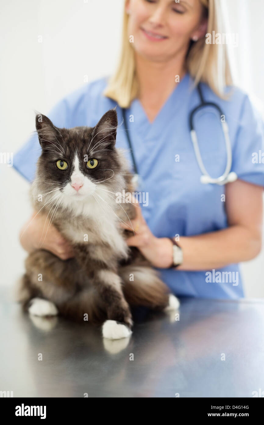 Veterinarian examining cat in vet's surgery Stock Photo - Alamy