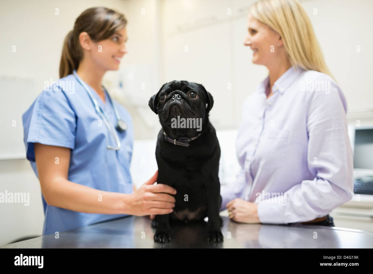 Veterinarian and owner discussing dog in vet's surgery Stock Photo - Alamy