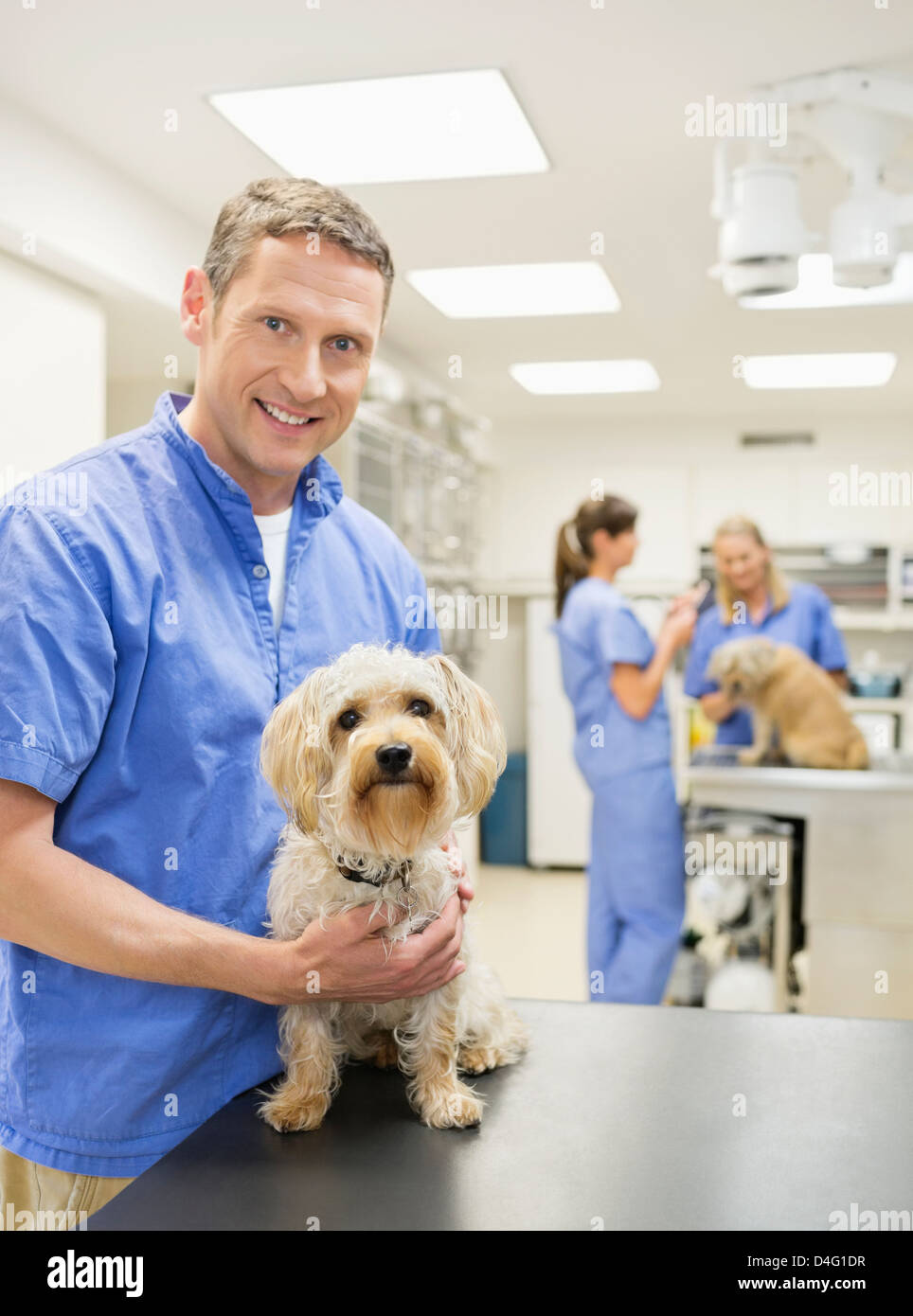 Veterinarian examining dog in vet's surgery Stock Photo - Alamy