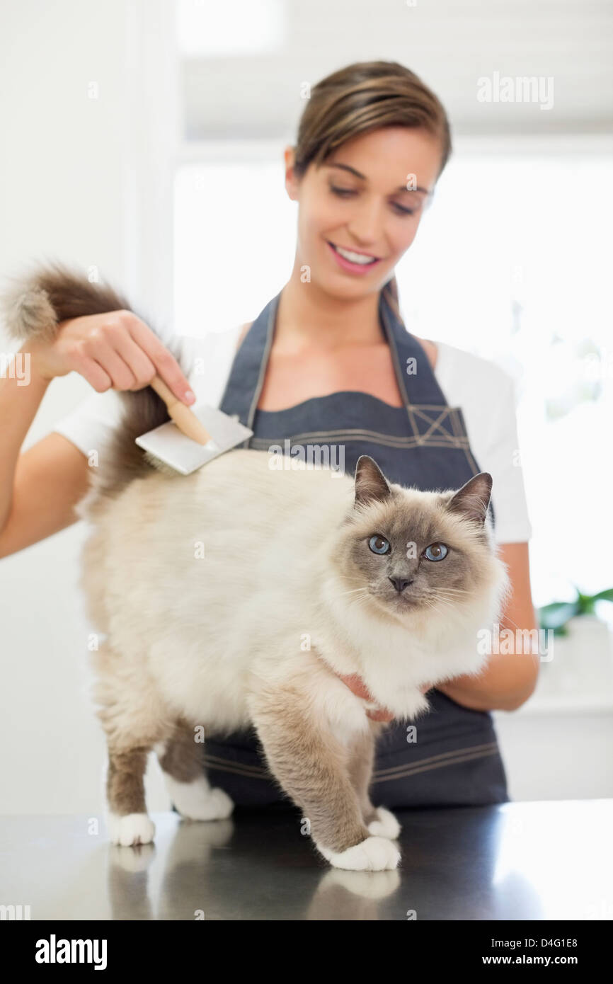 Cat full body hi-res stock photography and images - Alamy