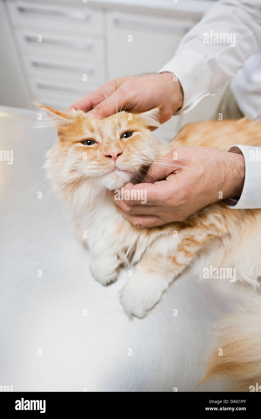 Veterinarian examining cat in vet’s surgery Stock Photo - Alamy