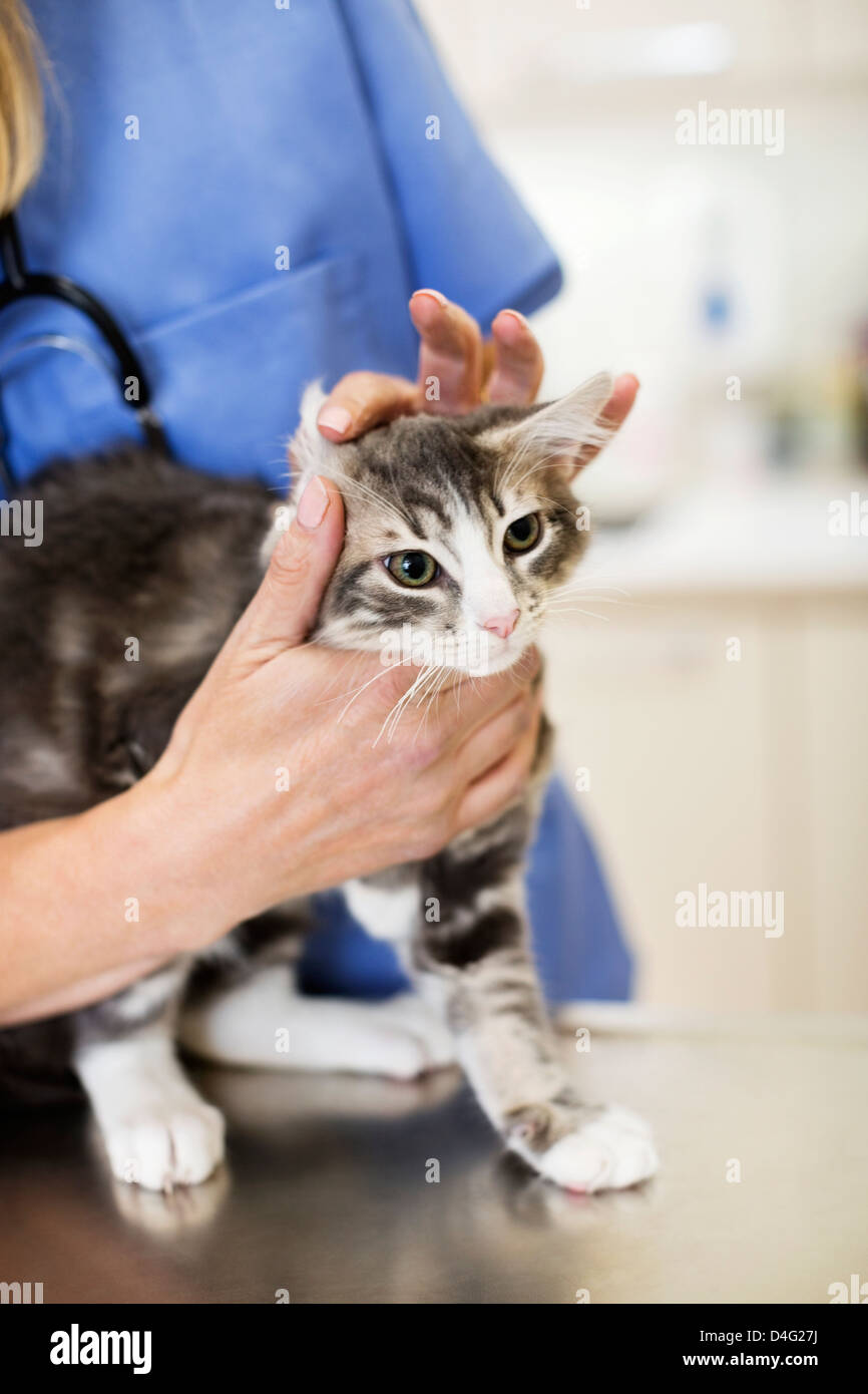 Veterinarian examining cat in vet's surgery Stock Photo - Alamy