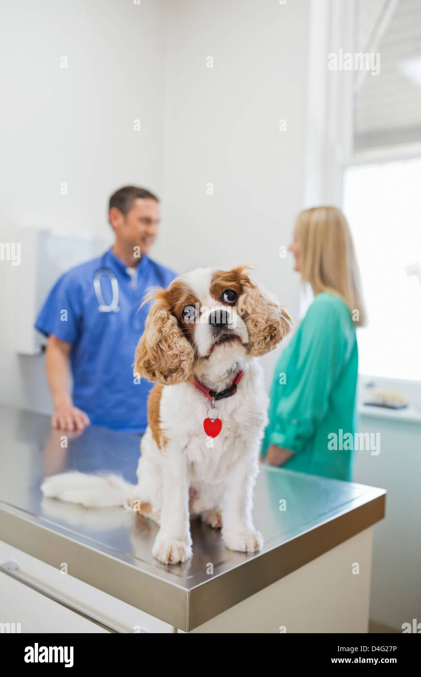 [man seated table dog] hi-res stock photography and images - Alamy