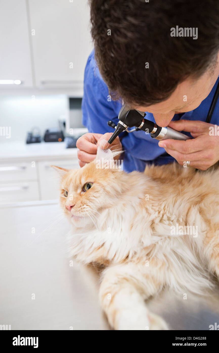 Veterinarian examining cat in vet's surgery Stock Photo - Alamy