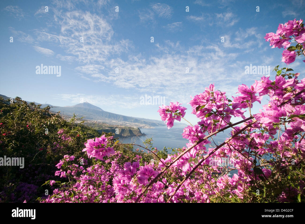 tenerife mount teide canary islands canaries pink flowers flora and ...