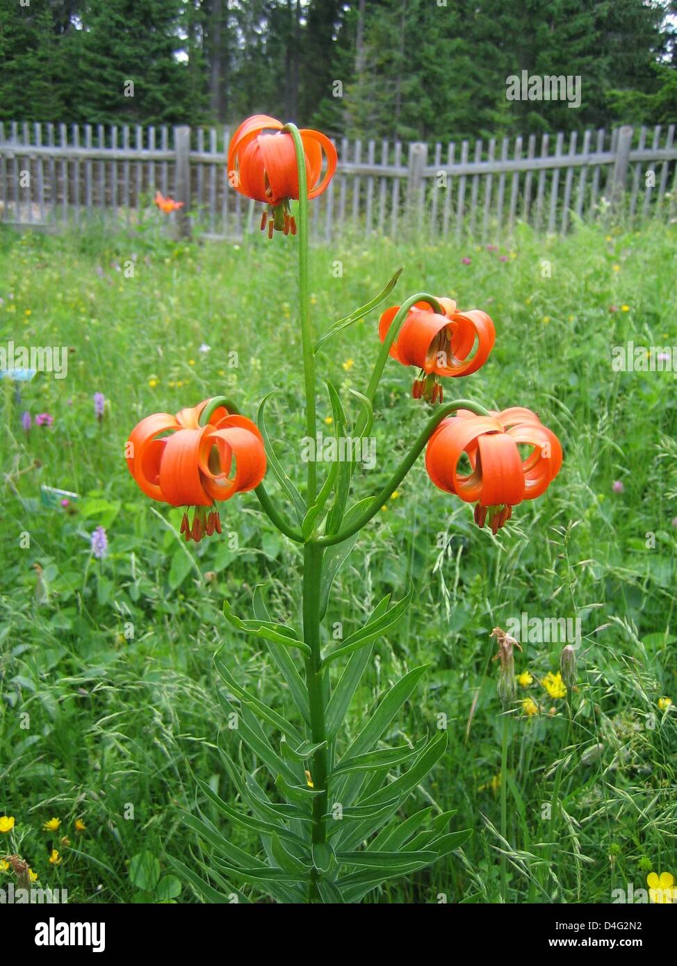 The picture shows a Krainer lily (lat.: Lilium carniolicum) in the Alps ...