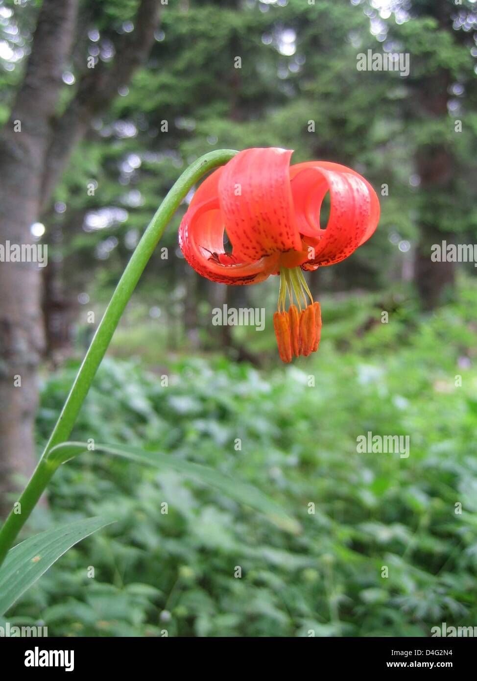 The picture shows a Krainer lily (lat.: Lilium carniolicum) in the Alps ...
