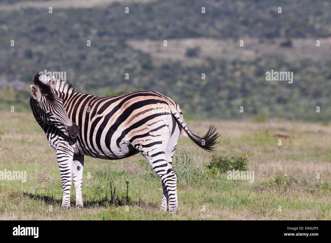 Hoofed animal hi-res stock photography and images - Alamy