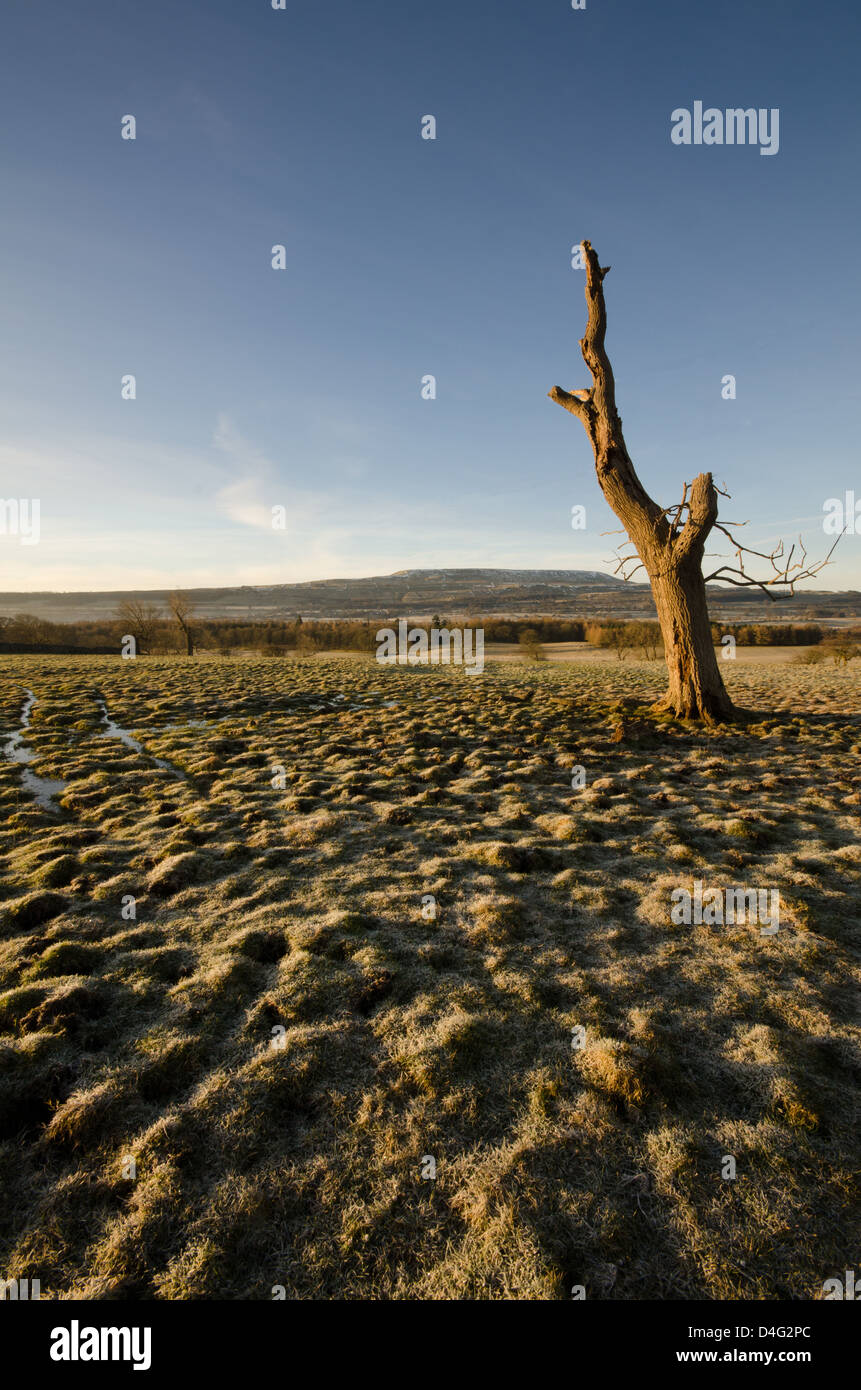 A dead tree with Pen Hill in the distance, Wensleydale, UK Stock Photo ...