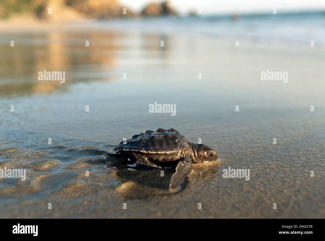(dpa file)- Nearly done - A newly hatched small Pacific Ridley is on ...