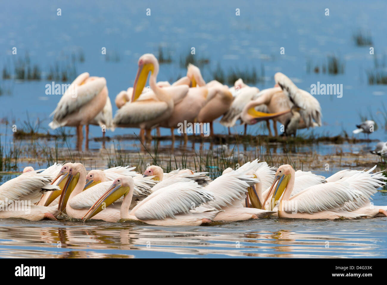 Pelecanus onocrotalus hi-res stock photography and images - Alamy