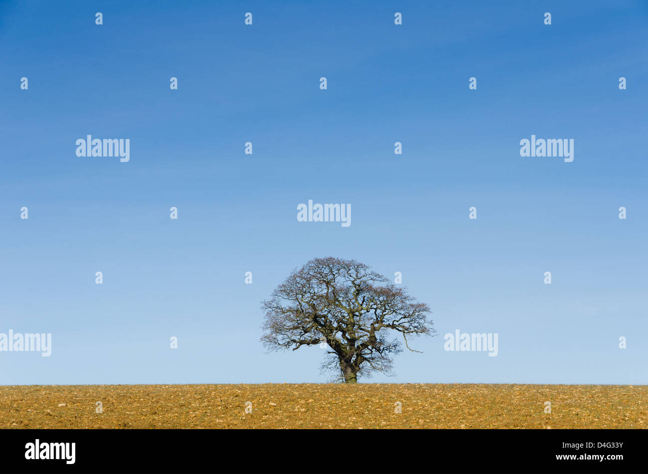 Stand alone oak hi-res stock photography and images - Alamy