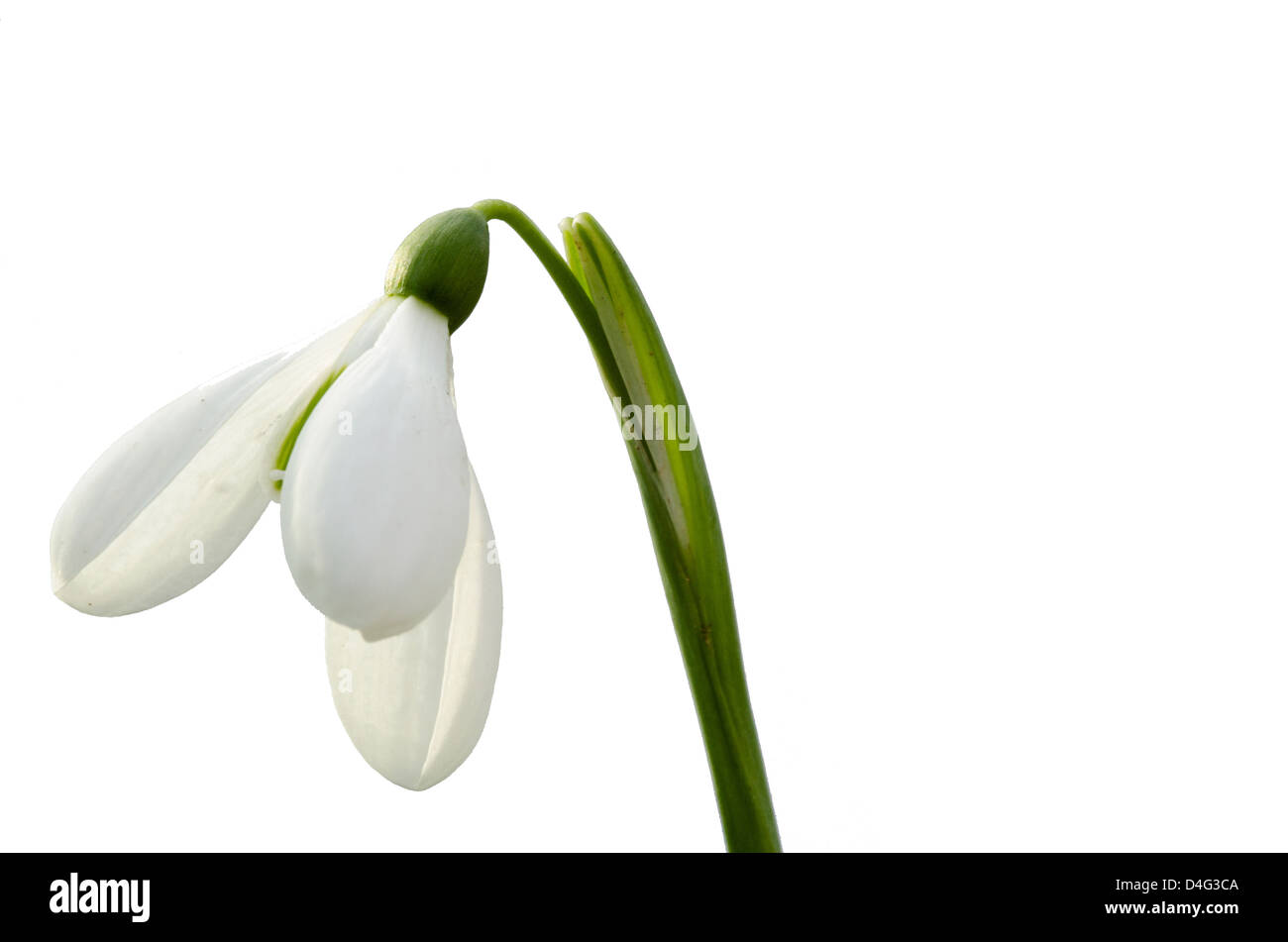 Single snowdrop against a white background Stock Photo - Alamy