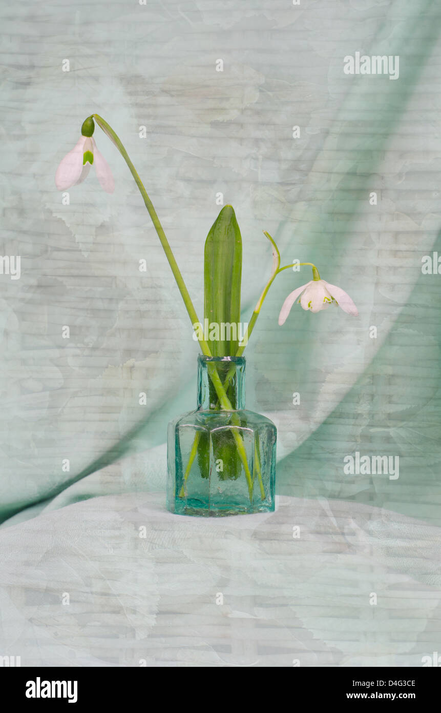 snowdrop still life in a glass bottle Stock Photo - Alamy