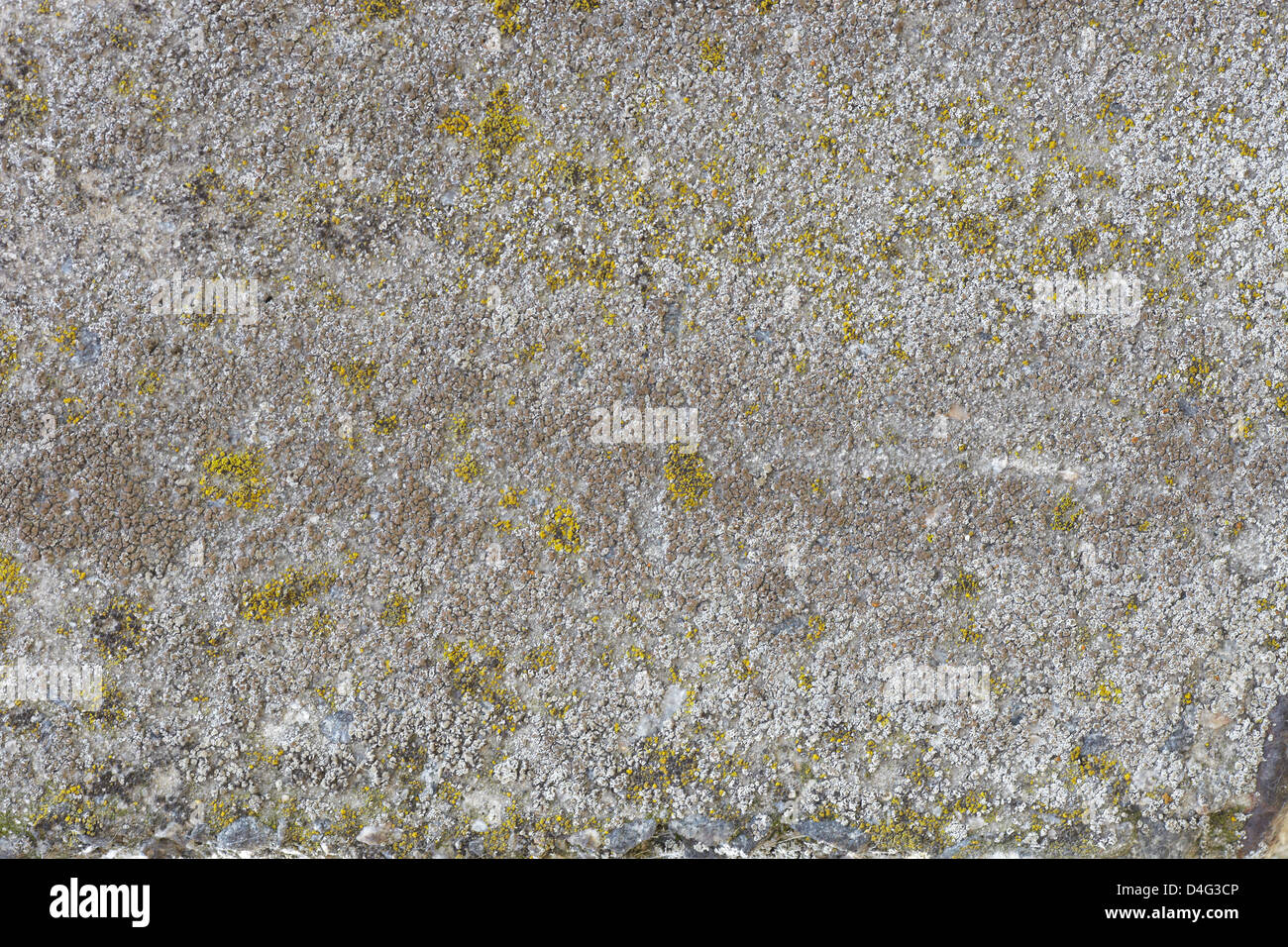 Texture of the reinforced concrete Stock Photo - Alamy