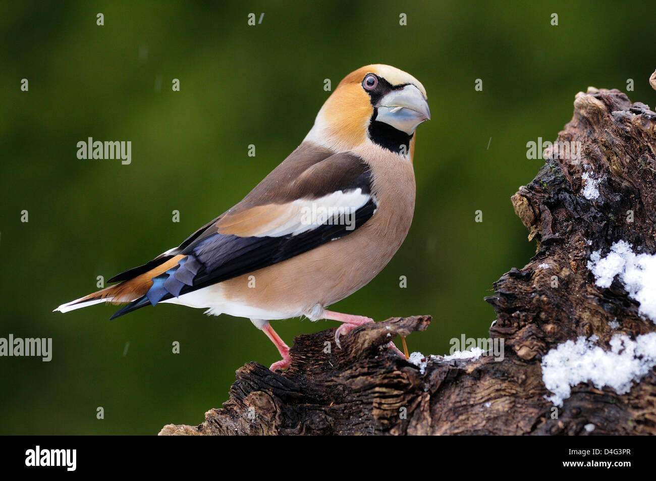 Hawfinch in the snow Stock Photo - Alamy