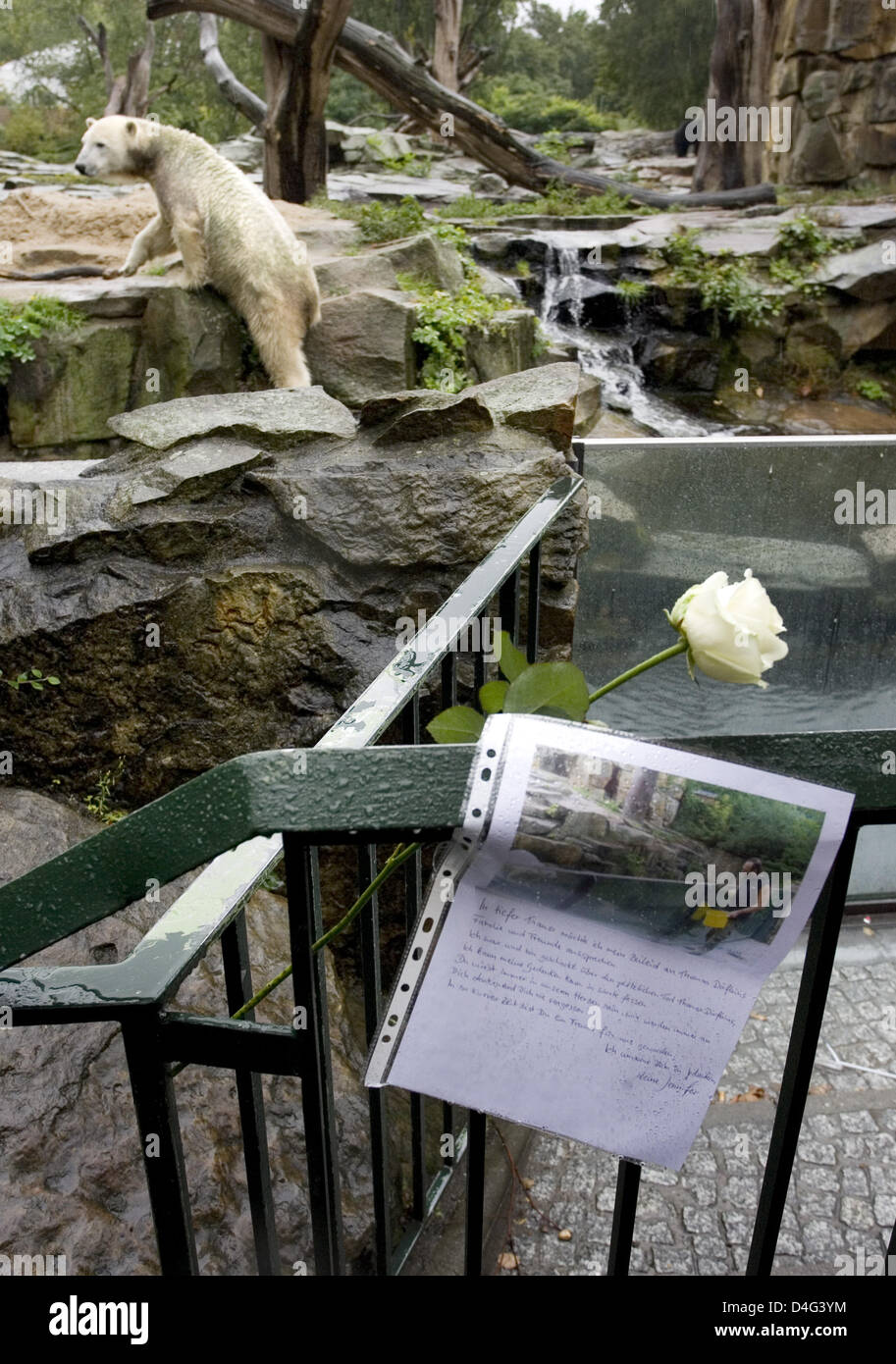 A white rose and a letter informing of the death of Thomas Doerflein ...