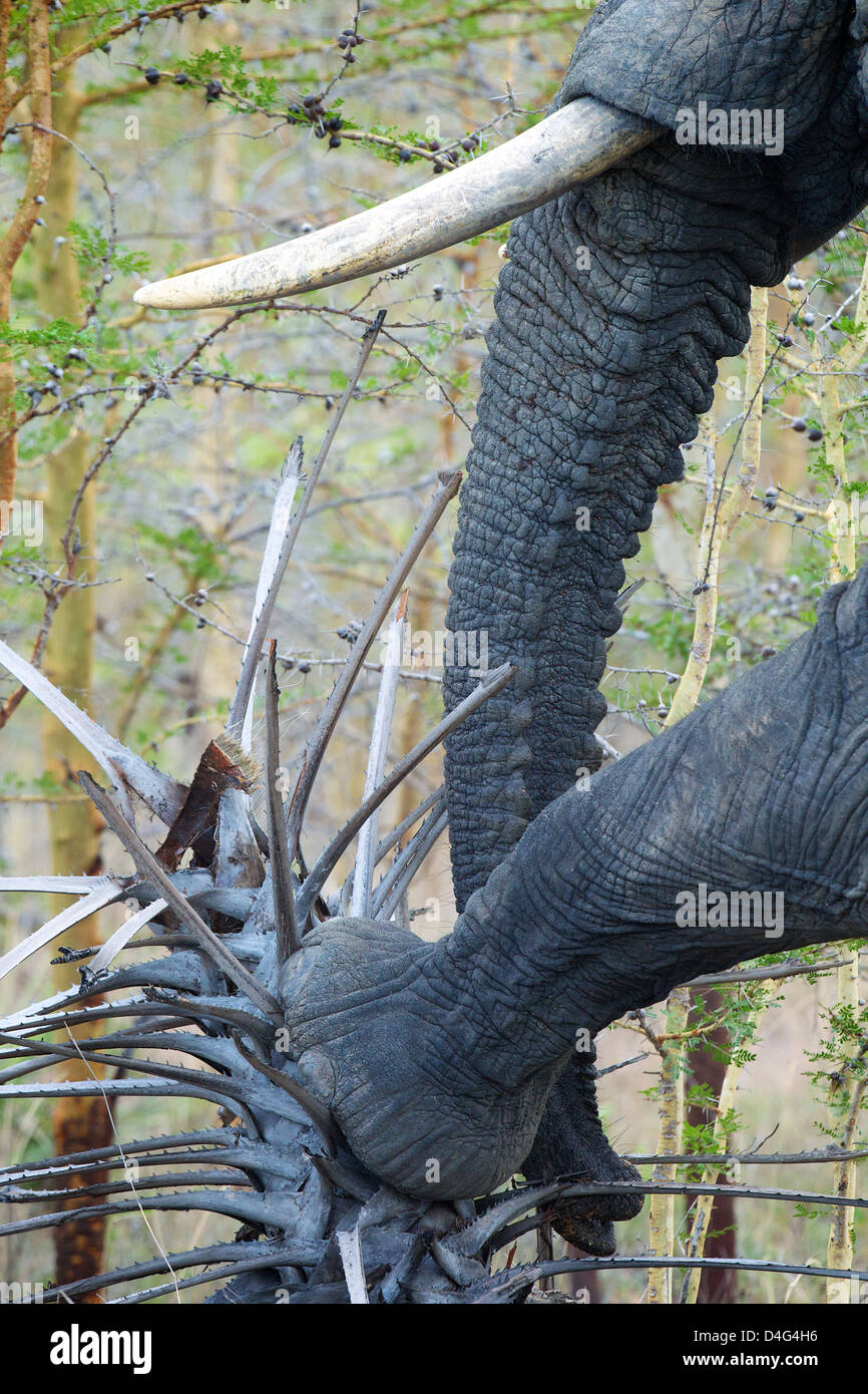 Elephant pushing tree hi-res stock photography and images - Alamy