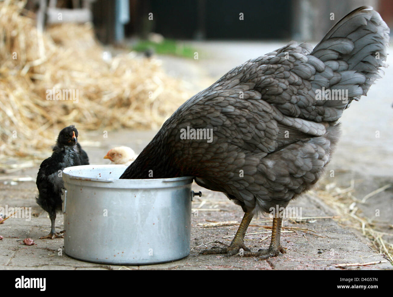 The picture shows a chicken drinking from a pot while two of ther ...