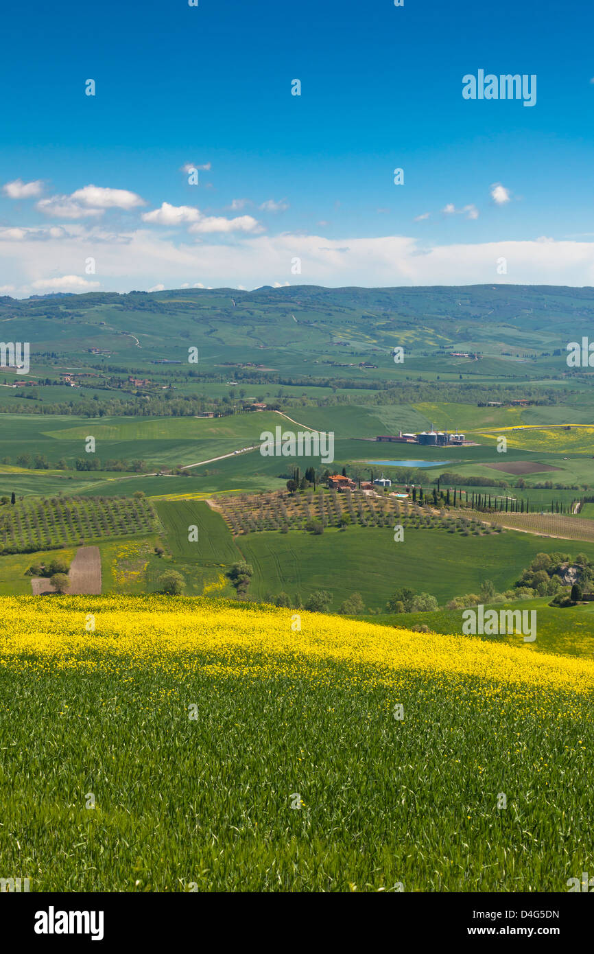 Outdoor Tuscan green and yellow hills landscape. Vertical shot Stock ...
