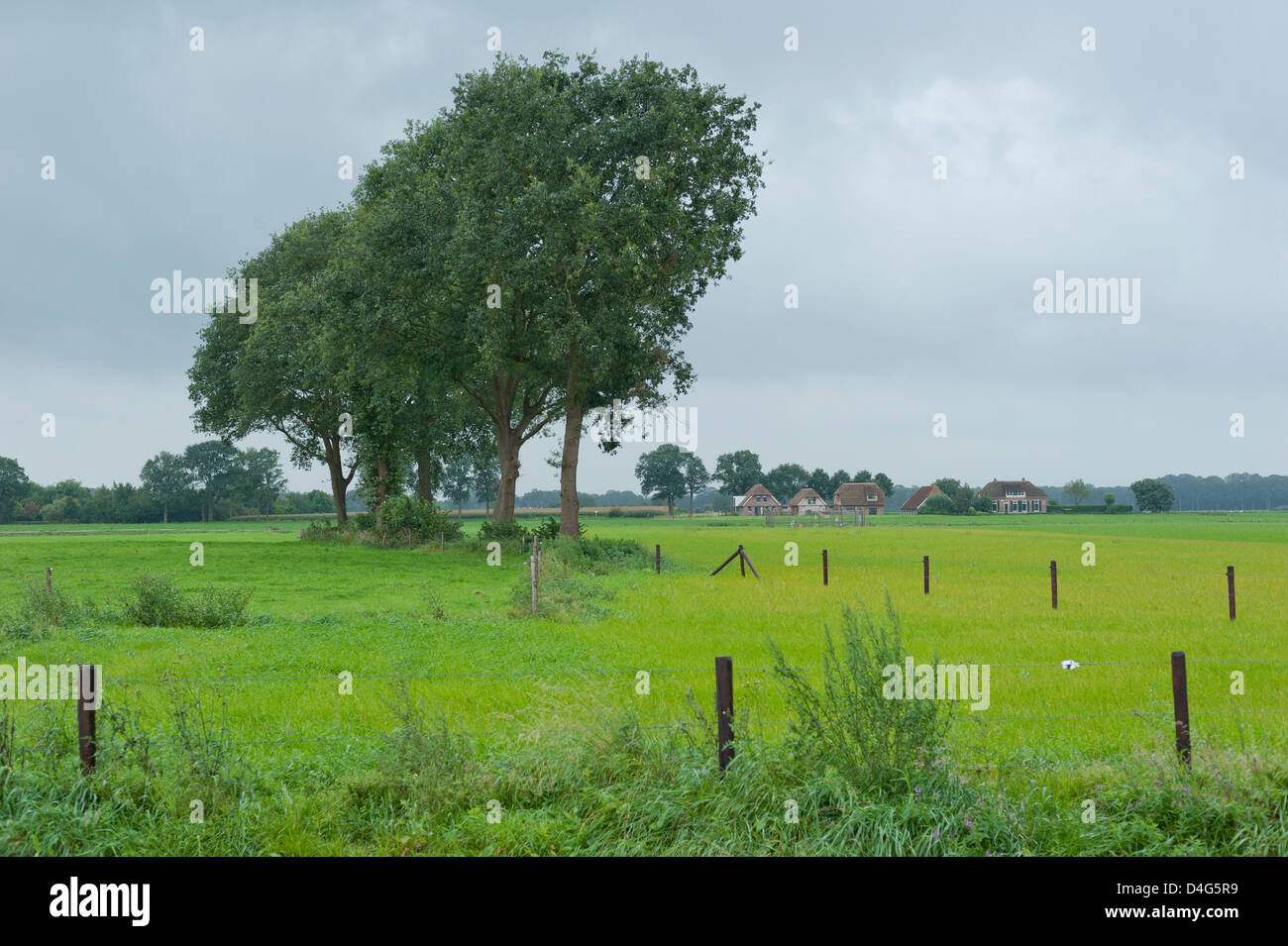 Trees in a pasture in the Netherlands Stock Photo - Alamy