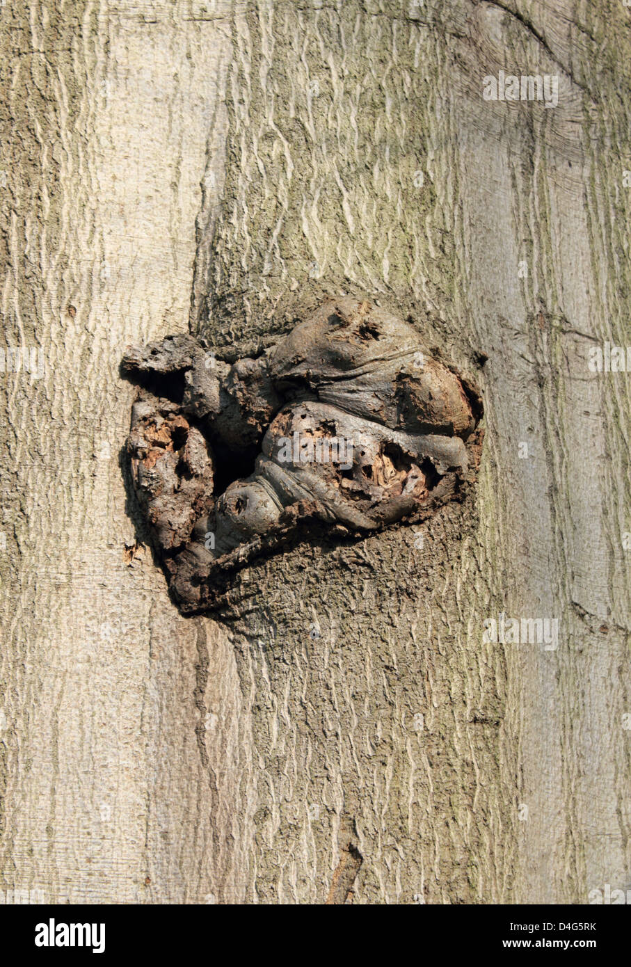 Tree carbuncle hi-res stock photography and images - Alamy